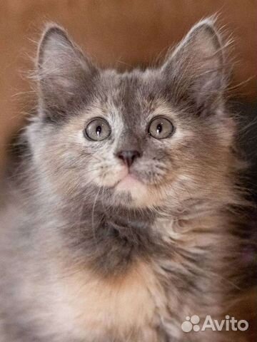 Ласковый котик