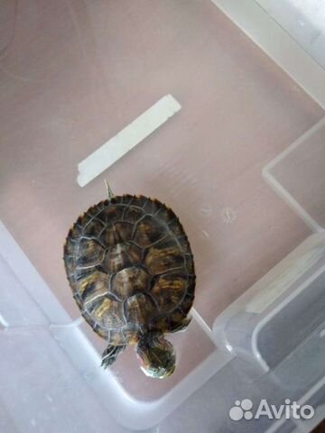 Отдам даром черепаху