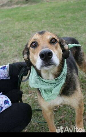 Невероятно трогательная собака Стелла ищет дом