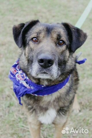 Умный преданный пёс из приюта ищет дом