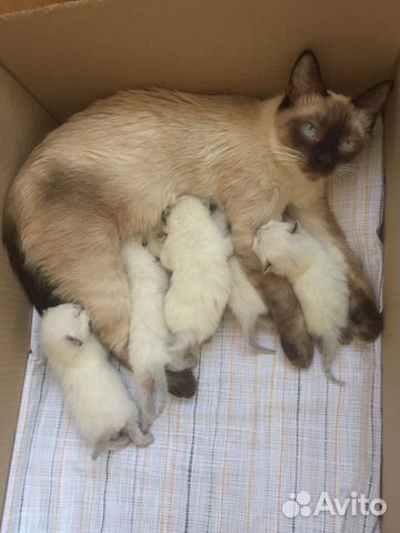 Сиамские (тайские) котята