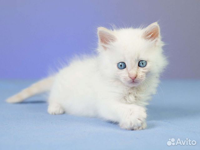 Белоснежный котик в дар
