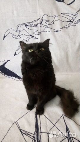 Кот молодой бесплатно