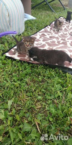 Котята в добрые руки бесплатно