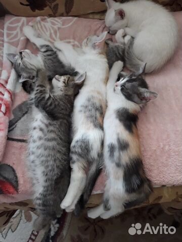 Котята в добрые руки