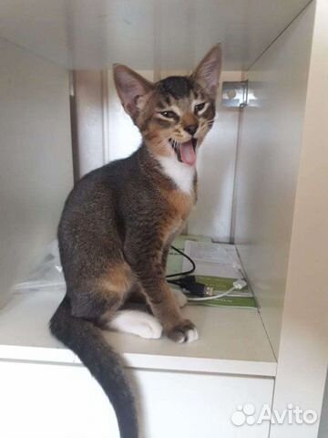 Абиссинский котенок-полукровка