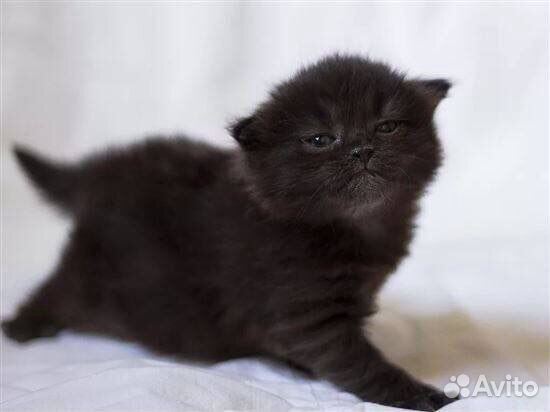 Сибирские котята