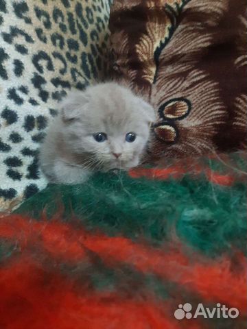 Кошки шотландцы вислоухие