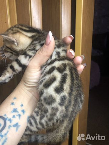 Бенгальские мальчики