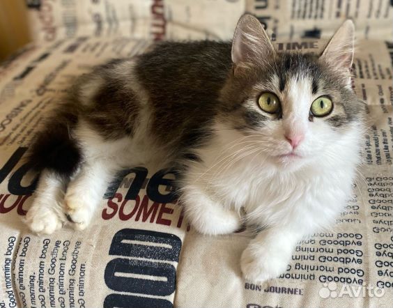 Кошка-компаньон в поисках дома