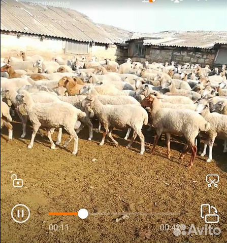 Овцы