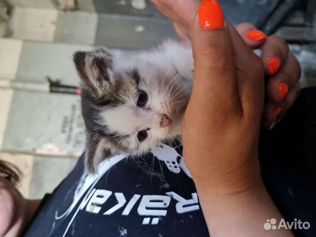 Котенок. 1,5 месяца. Мальчик