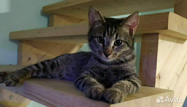Котенок мальчик