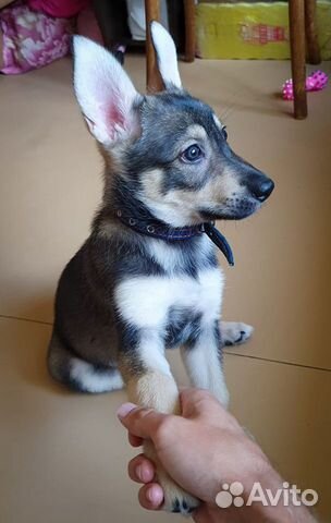 Ушастик-малышка 2 мес., в дар