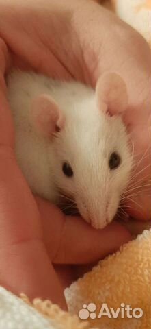 Декоративная крыса