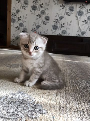 Британские котята
