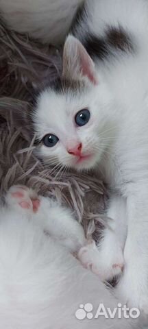 Котята 1 месяц 11 дней от турецкой белой норки