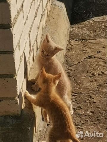 Котята