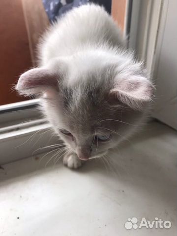 Веслаухий котенок