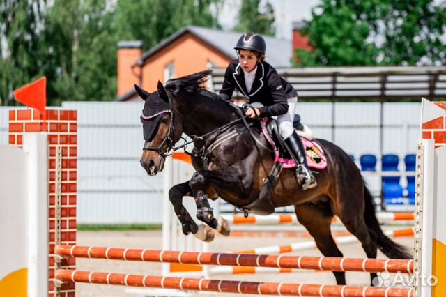 Тракененский жеребец 2014 гр в конкур