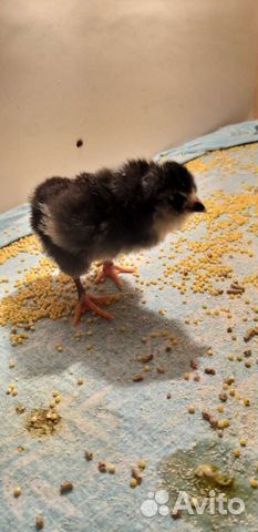 Суточные цыплята, породистой птицы