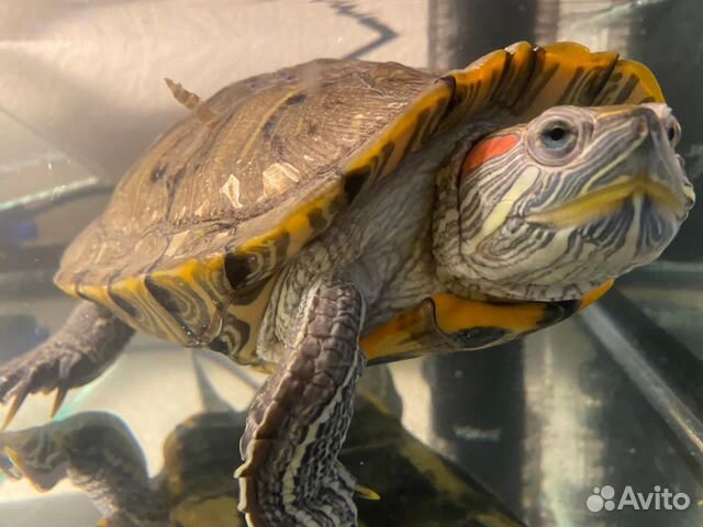 Красноухая черепаха с аквариумом