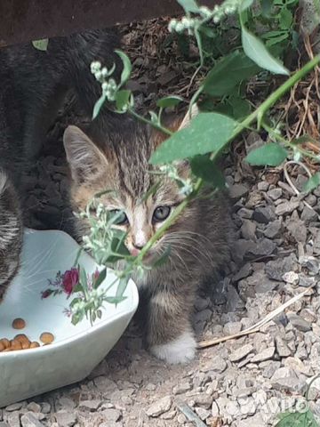 Кошка и котята выживают на предприятии