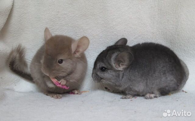 Шиншиллы малыши