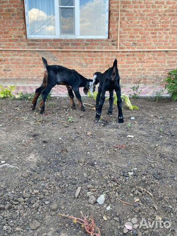 Англо нубийские козы