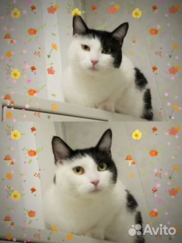 "Дочь Полка" Ася В Дар В Добрые Руки