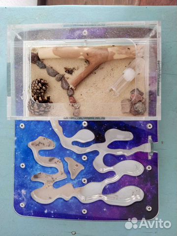 Муравьиная ферма с муравьями