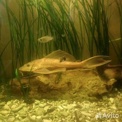 Сом обыкновенный анциструс