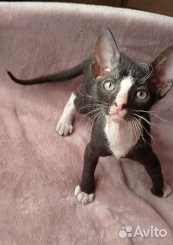 Котенок сфинкс