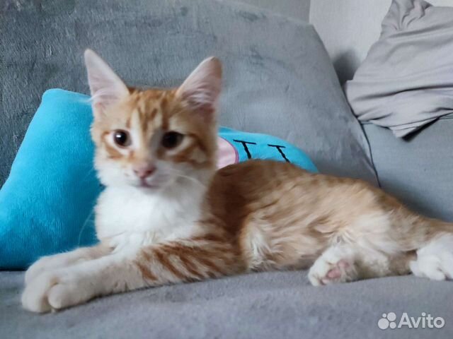 Котенок в добрые руки