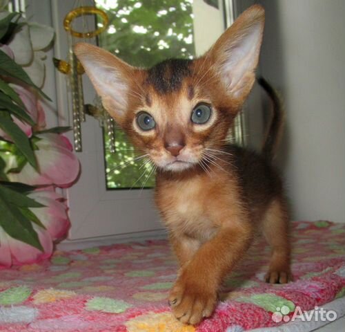 Абиссинские котята