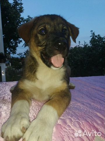 Щенок в добрые руки бесплатно