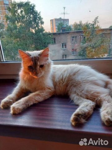 Невская маскарадная в дар