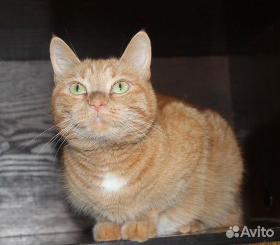 Кошка