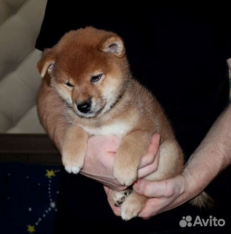Сиба-ину Шиба девочка куколка