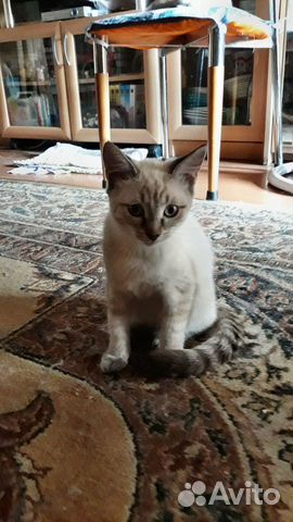 Серая сиамка