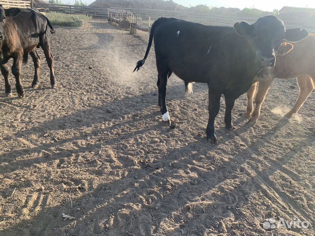 Подсосные телята