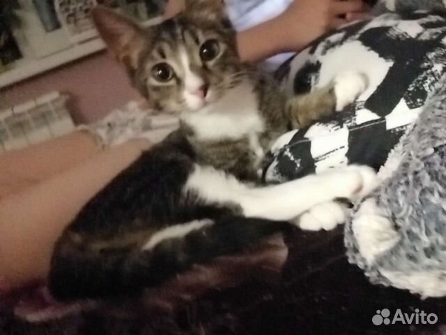 Котёнок (мальчик)