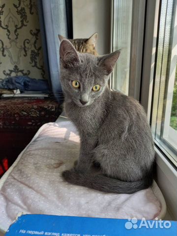 Котенок в добрые руки