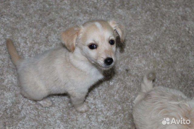 Малышка Алиса в добрые руки