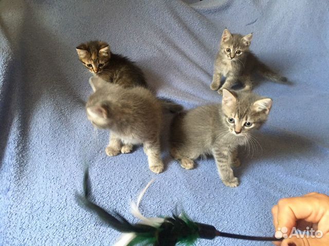 Котята в добрые руки