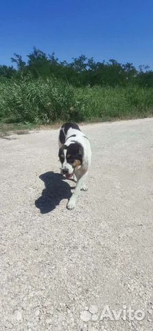 Собака сторож