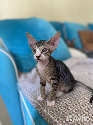 Донской сфинкс котята