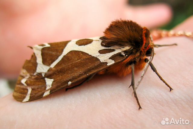 Бабочка медведица кая