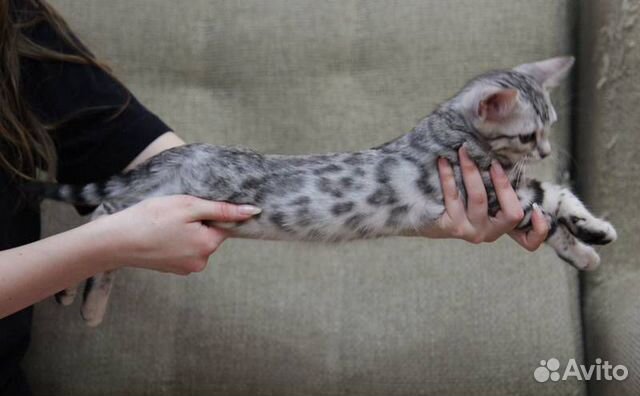 Серебристый малыш бенгал