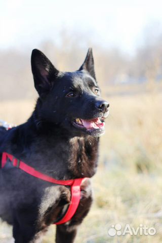 Активная собака в добрые руки